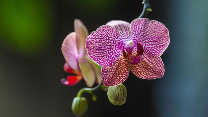 Ecotourism - The amazing Amazon for nature lovers | Iberostar